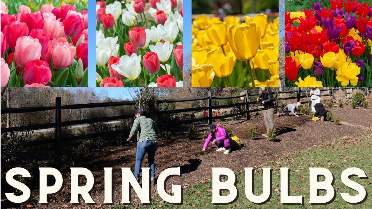It Will Be A GORGEOUS Spring: Planting Spring Bulbs – Creekside Nursery ...
