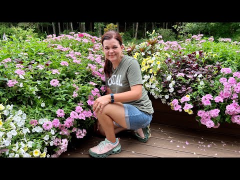 THIS Is Why I Whack Back My Annuals – Creekside Nursery, Inc