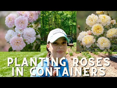 How to Plant A Rose in a Container - More David Austins! – Creekside ...