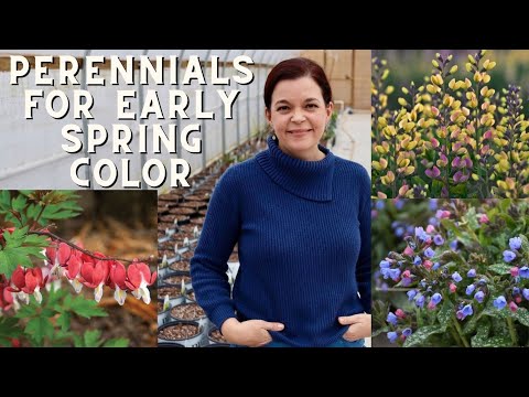 Perennials for Early Spring Color – Creekside Nursery, Inc