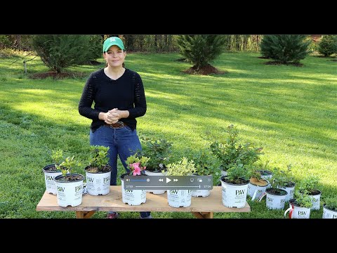 Exciting New Shrub Introductions – Creekside Nursery, Inc