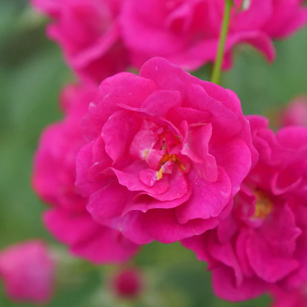 Fragrant Flowers – Creekside Nursery, Inc