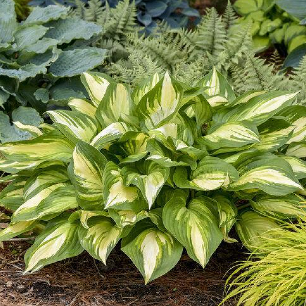 Hostas – Creekside Nursery, Inc