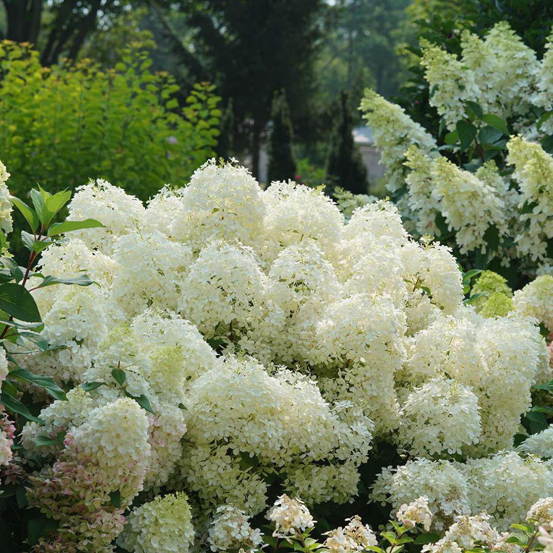 LITTLE LIME PUNCH® Panicle Hydrangea – Creekside Nursery, Inc