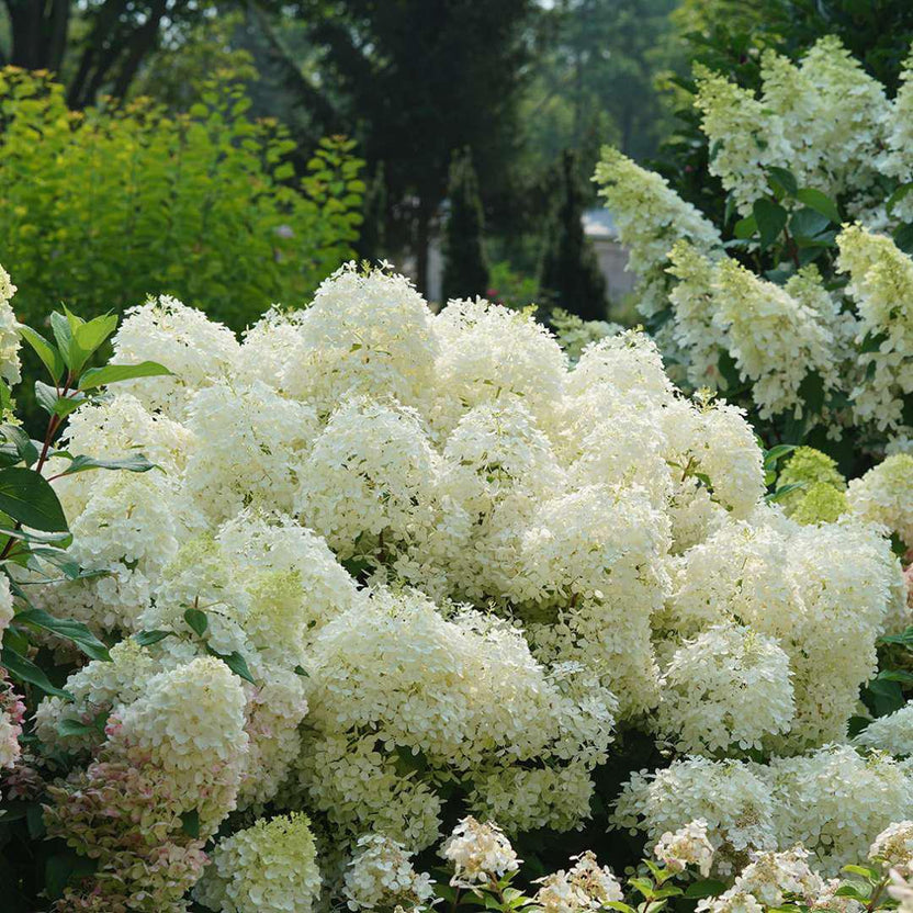 LITTLE LIME PUNCH® Panicle Hydrangea – Creekside Nursery, Inc
