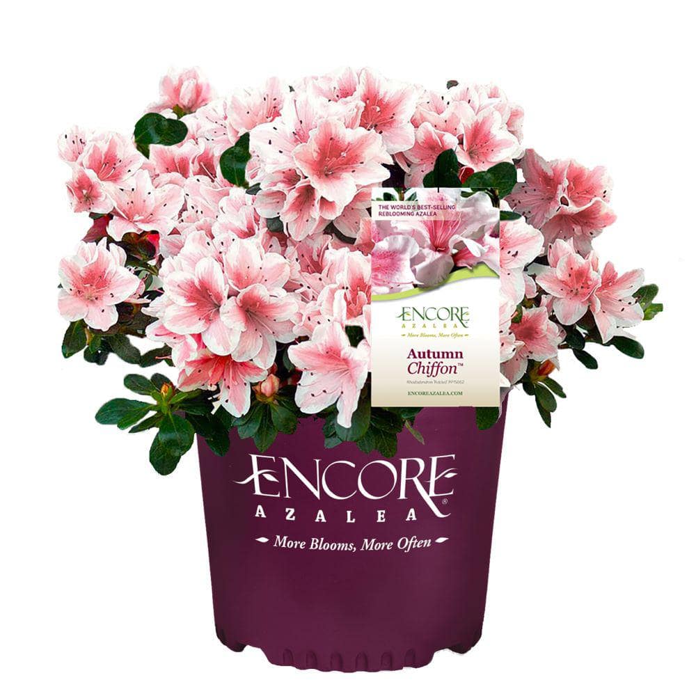 Autumn Chiffon Encore Azalea – Creekside Nursery, Inc