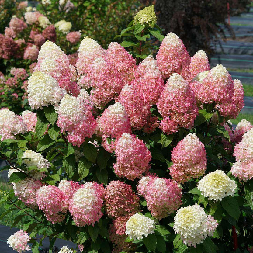 TINY QUICK FIRE® Hydrangea- Panicle – Creekside Nursery, Inc
