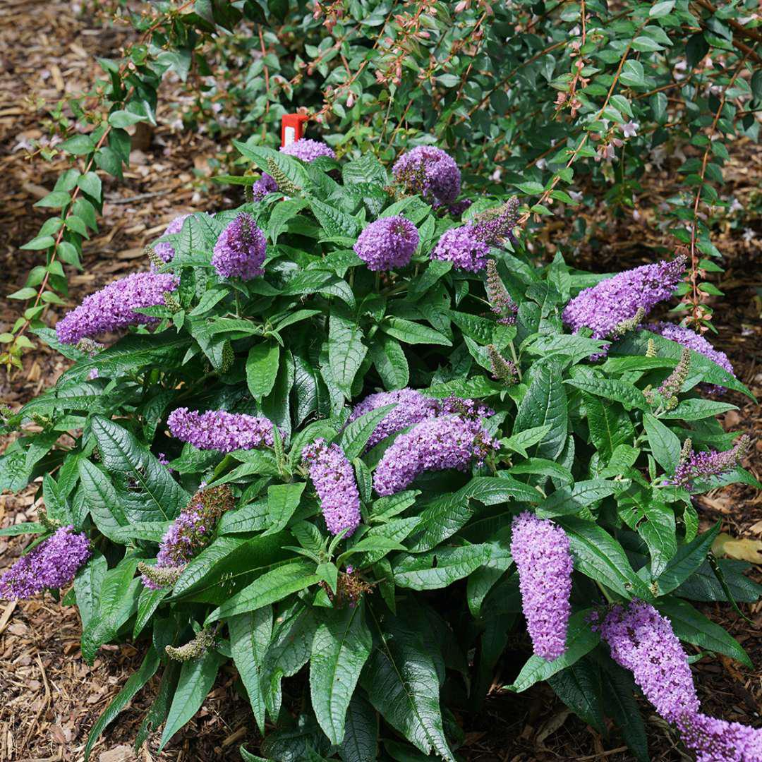 KODIAK® Orange Diervilla | Proven Winners® – Creekside Nursery, Inc