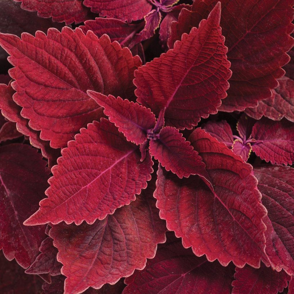 ColorBlaze® Rediculous® Coleus | Proven Winners® – Creekside Nursery, Inc