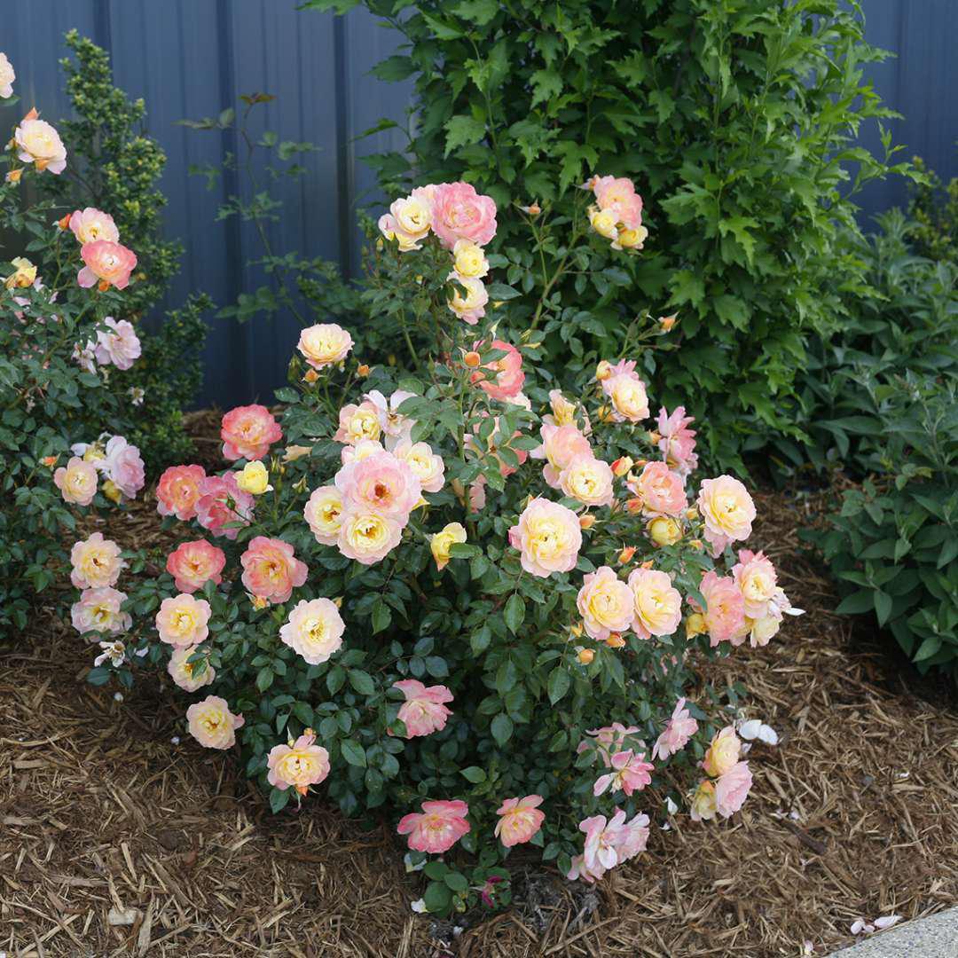 'Oso Easy Italian Ice' Rose - Creekside Nursery, Inc