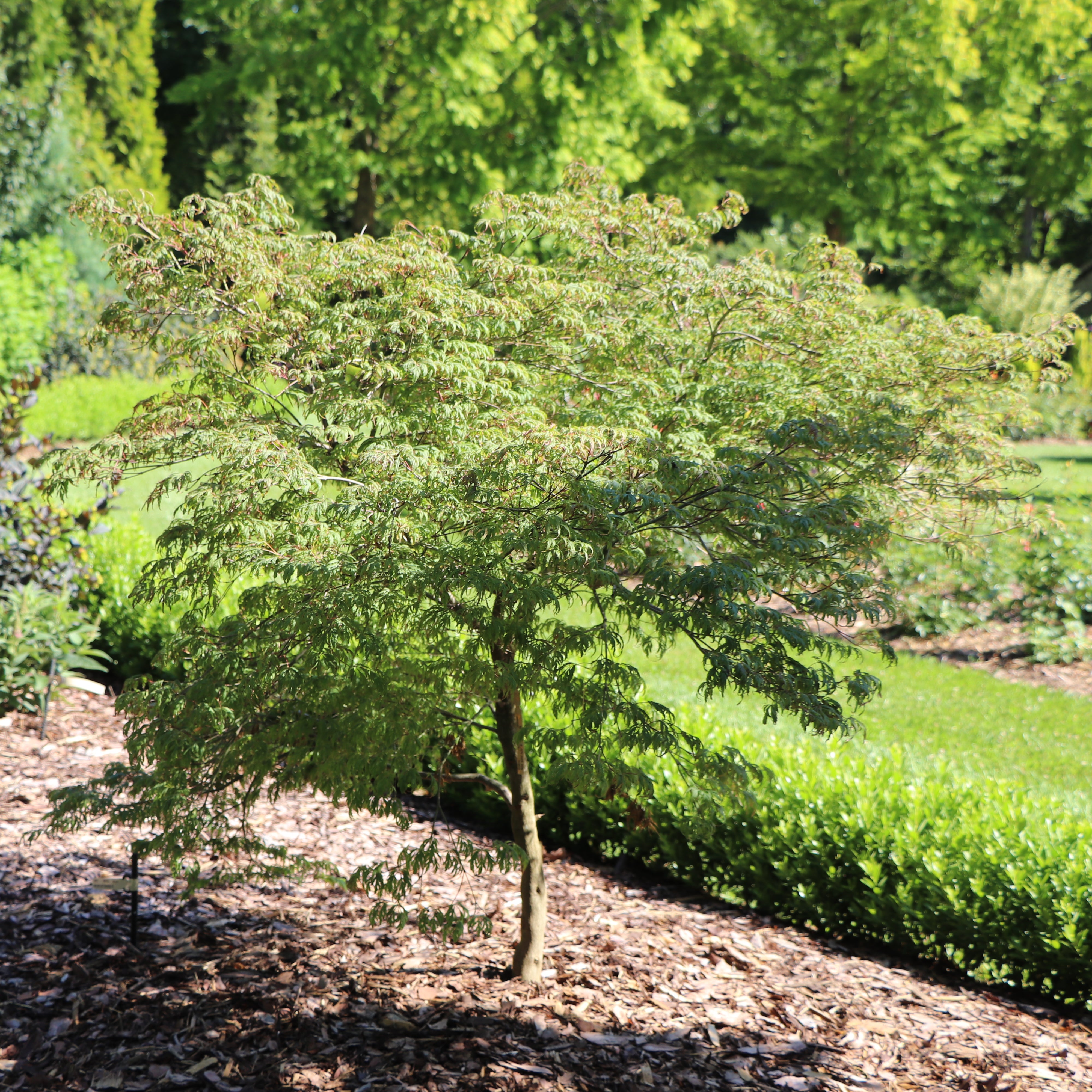 UNCOMMON THREAD™ Japanese Maple | Proven Winners® – Creekside Nursery, Inc