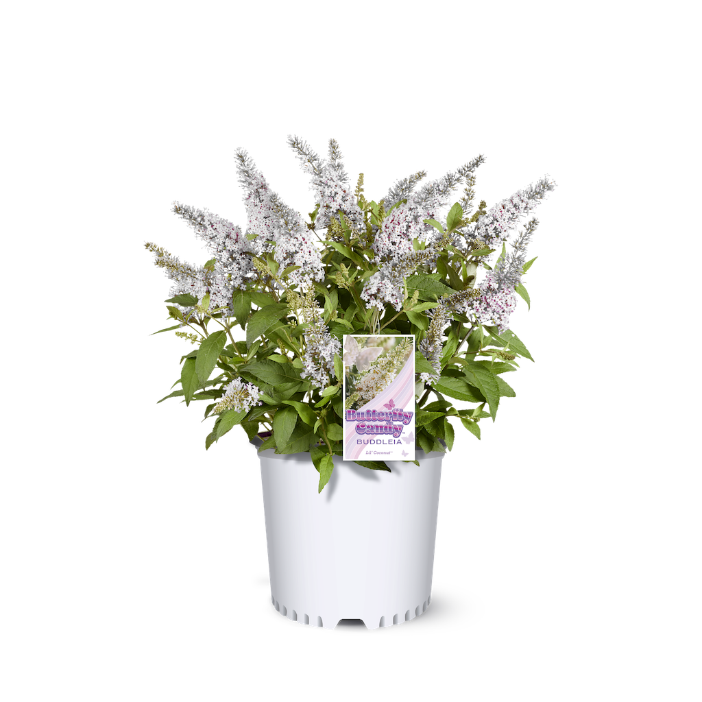 KODIAK® Orange Diervilla | Proven Winners® – Creekside Nursery, Inc