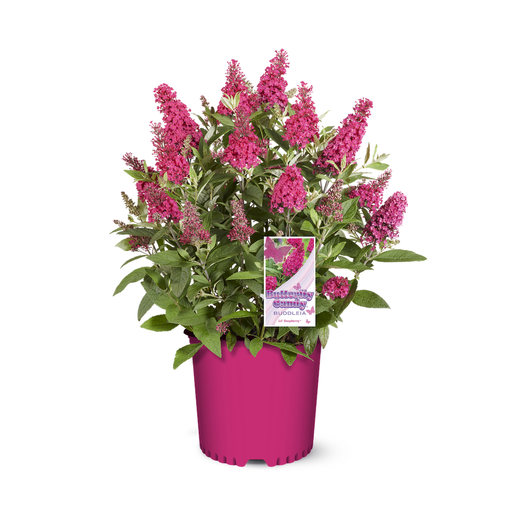 Li'l Raspberry™ Butterfly Bush – Creekside Nursery, Inc