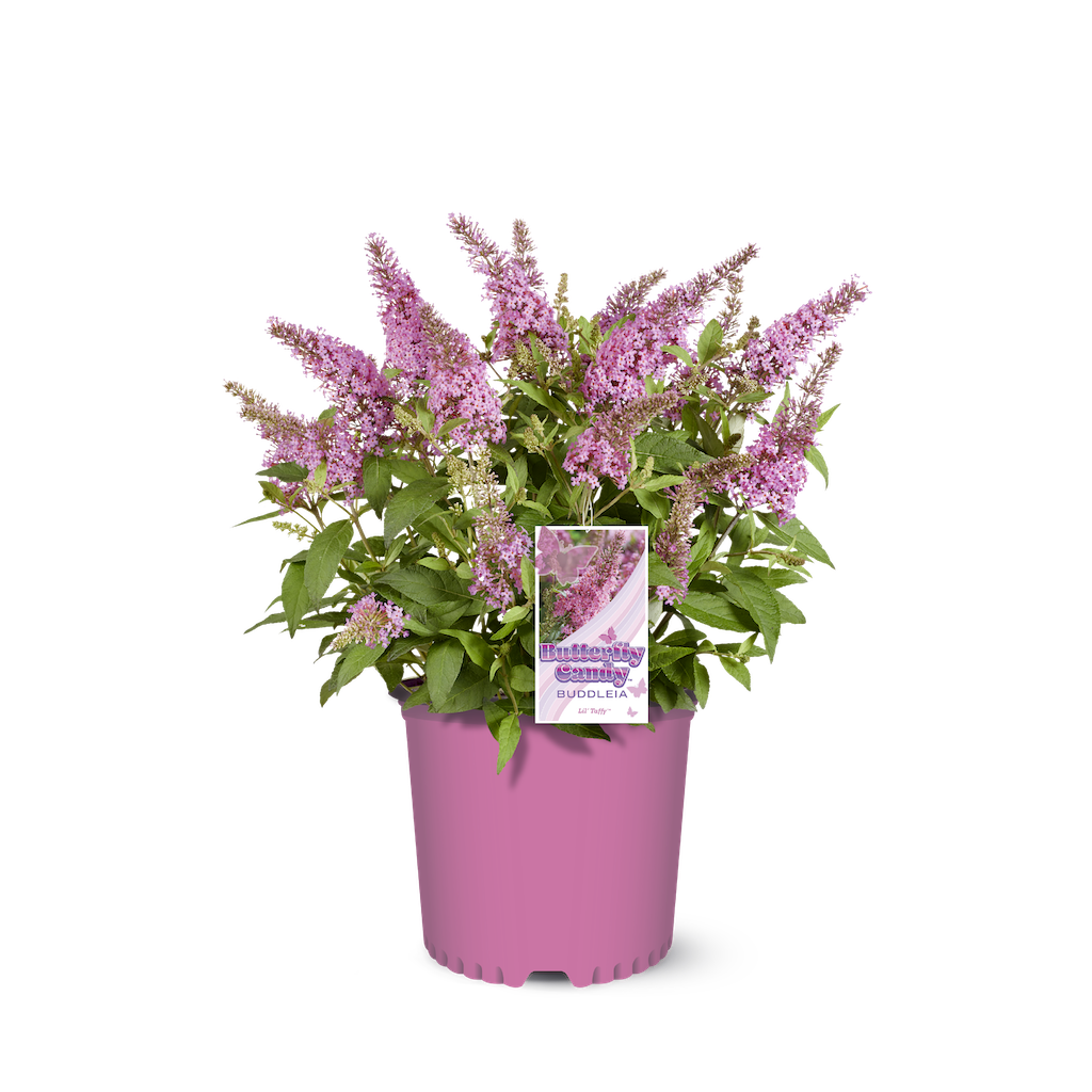 Li'l Raspberry™ Butterfly Bush – Creekside Nursery, Inc