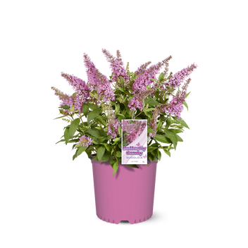 Li'l Raspberry™ Butterfly Bush – Creekside Nursery, Inc