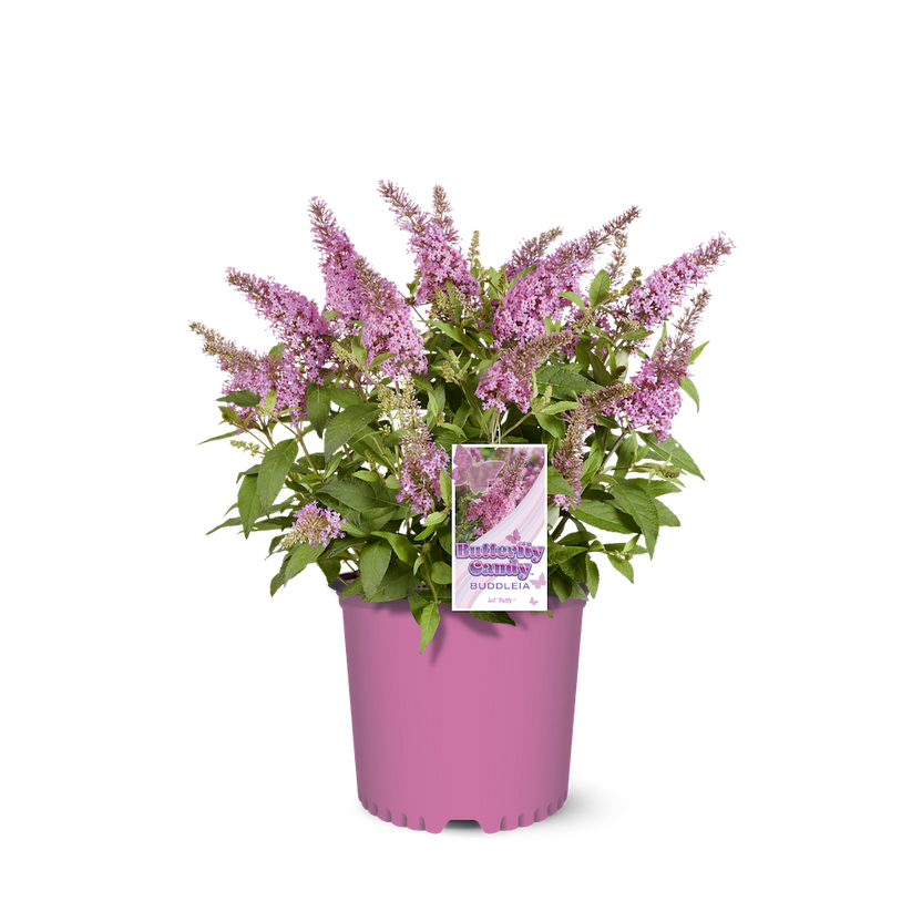 Li'l Raspberry™ Butterfly Bush – Creekside Nursery, Inc