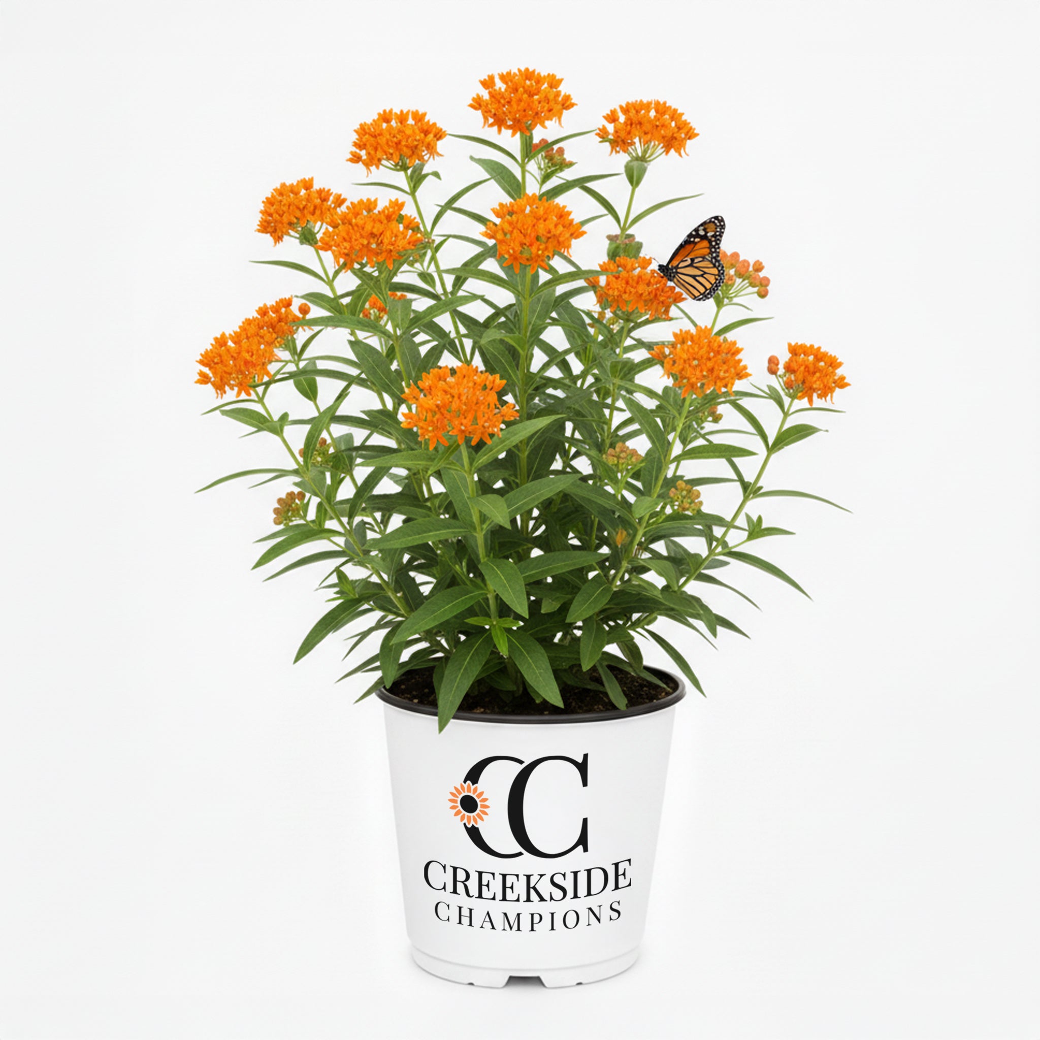 Butterfly Weed Asclepias tuberosa | Creekside Champions™ – Creekside ...