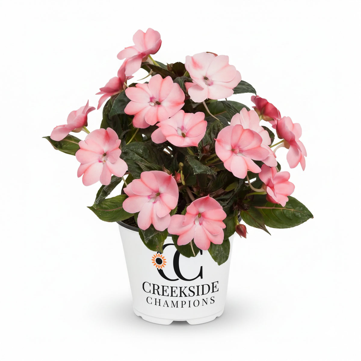 SunPatiens® 'Compact Rose Glow' Impatiens | Creekside Champions ...