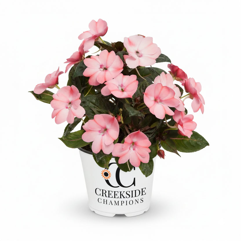 SunPatiens® 'Compact Rose Glow' Impatiens | Creekside Champions ...