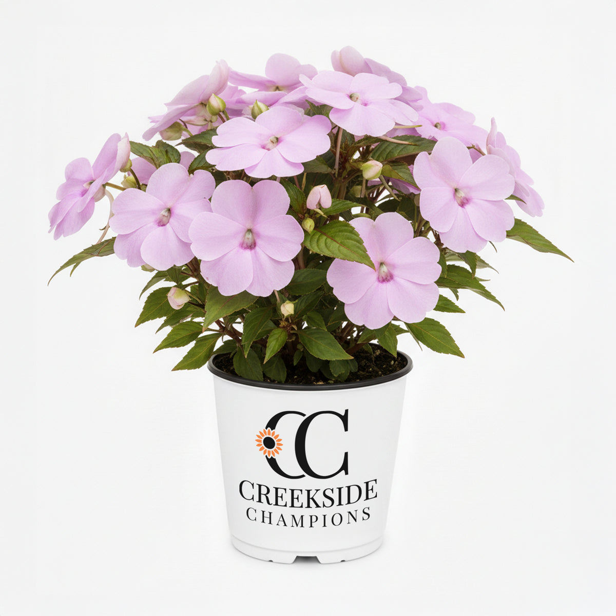 SunPatiens® 'Compact Rose Glow' Impatiens | Creekside Champions ...