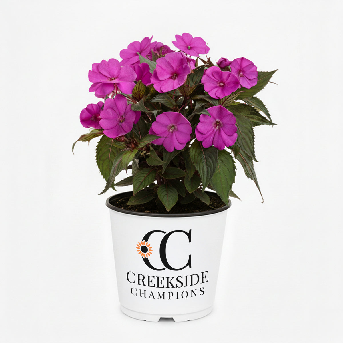 SunPatiens® 'Compact Rose Glow' Impatiens | Creekside Champions ...