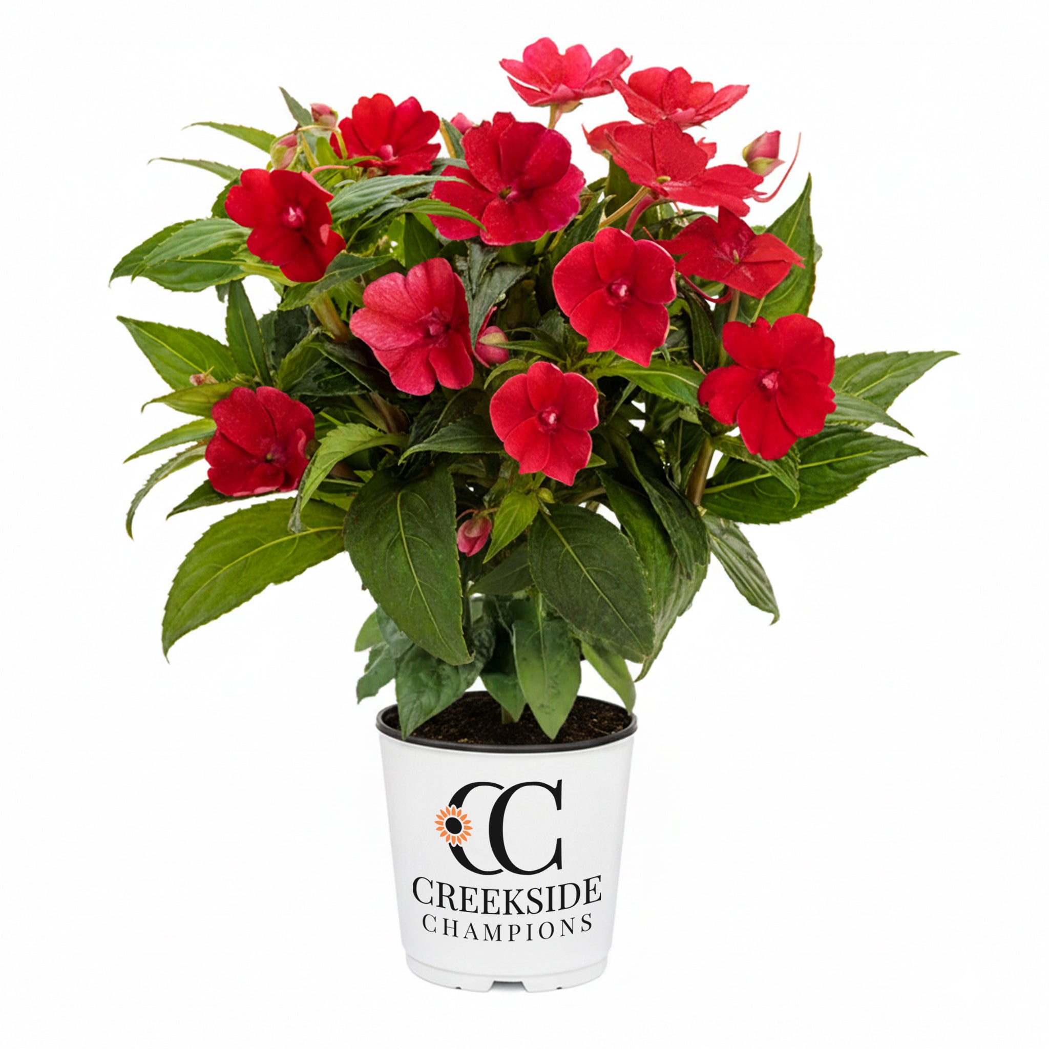 SunPatiens® 'Compact Red' Impatiens | Creekside Champions™ – Creekside ...