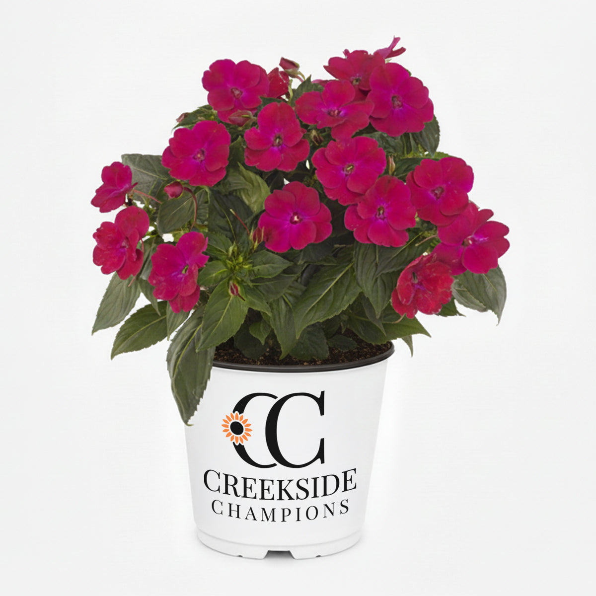 SunPatiens® 'Compact Tropical Rose' Impatiens | Creekside Champions ...