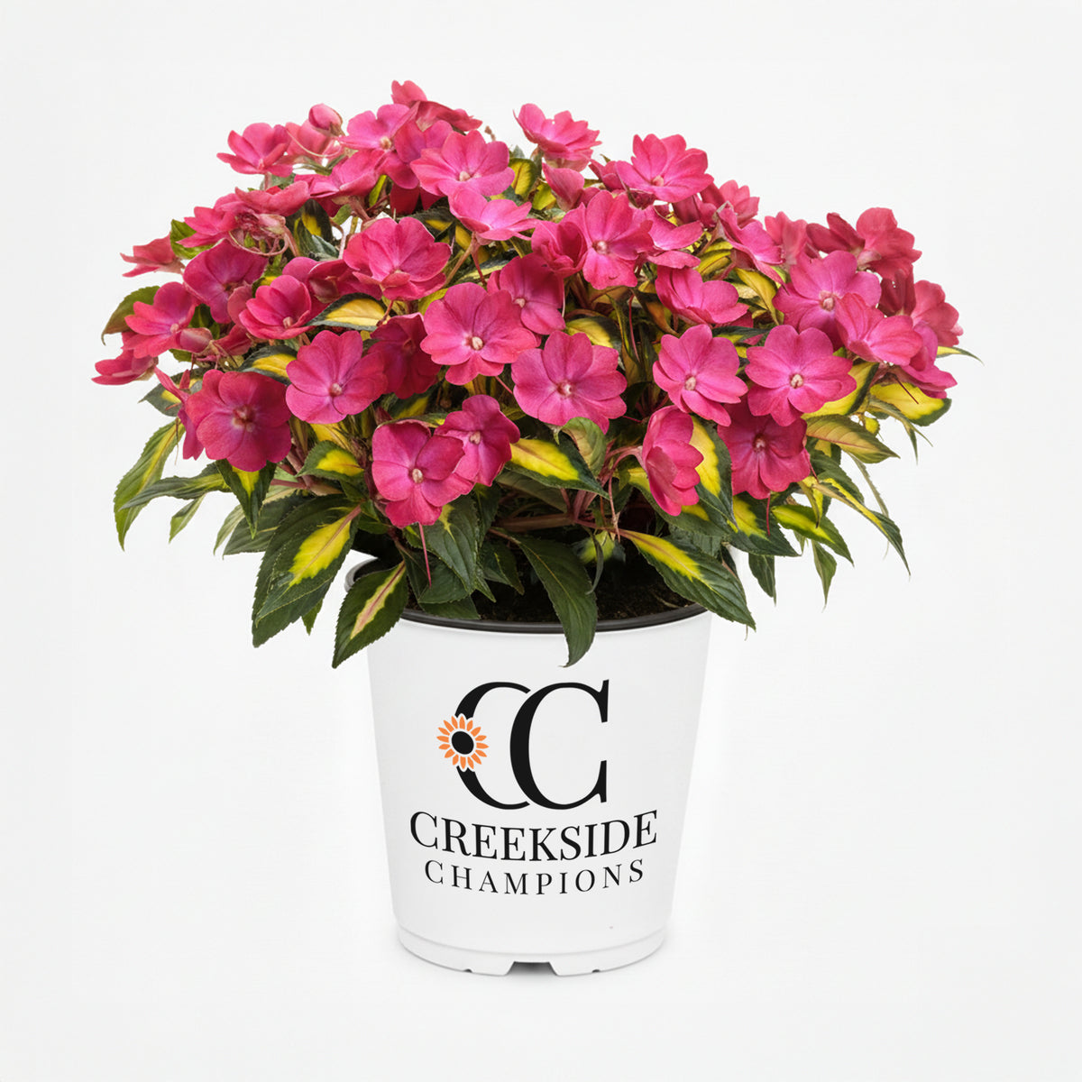 SunPatiens® 'Compact Rose Glow' Impatiens | Creekside Champions ...