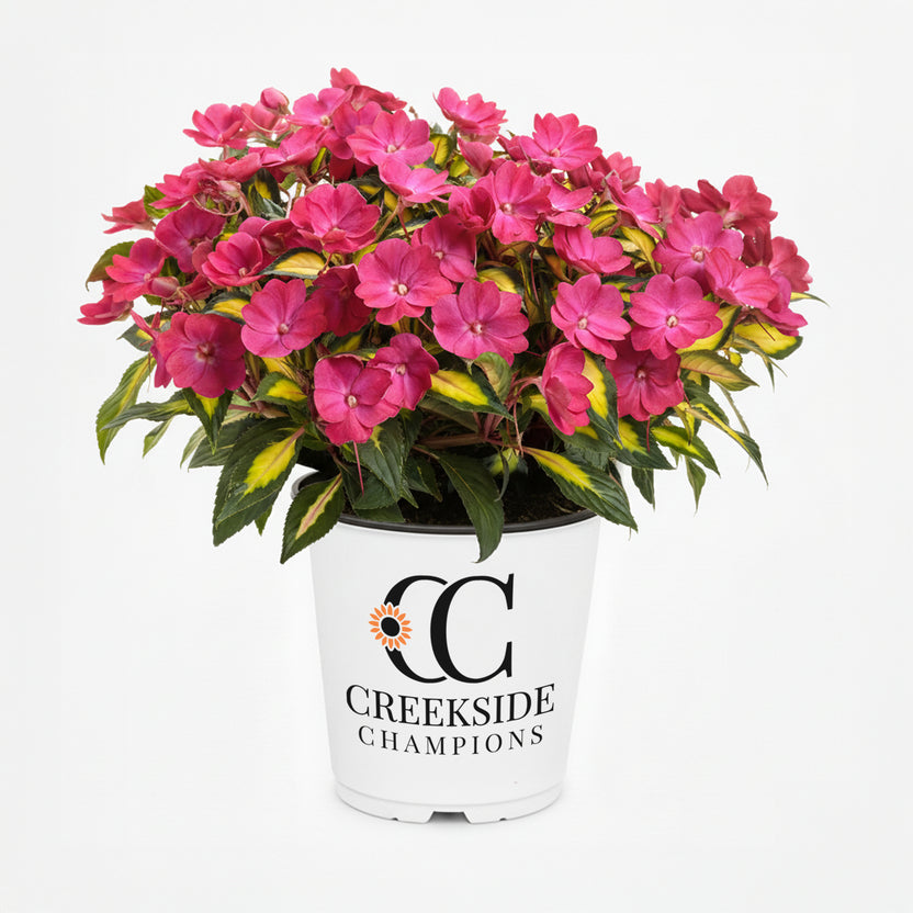 SunPatiens® 'Compact Rose Glow' Impatiens | Creekside Champions ...
