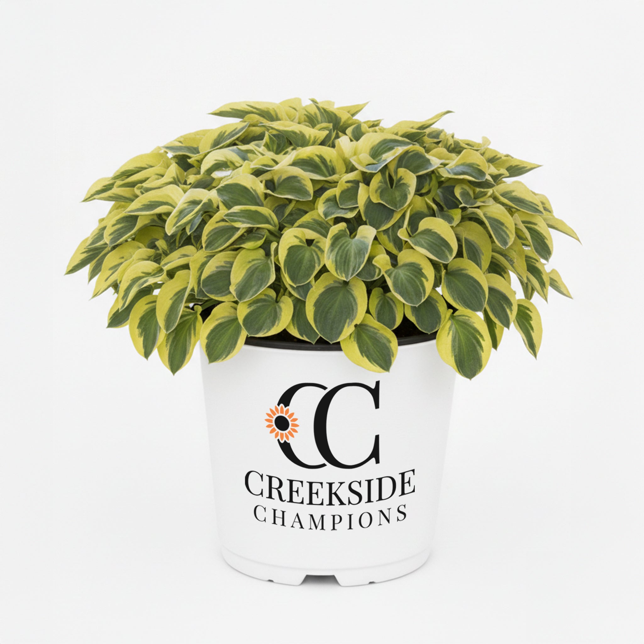 Mighty Mouse' Hosta | Creekside Champions™ – Creekside Nursery, Inc