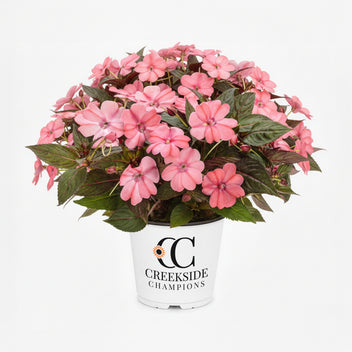 Graceful Grasses® Queen Tut™ Dwarf Papyrus | Proven Winners ...