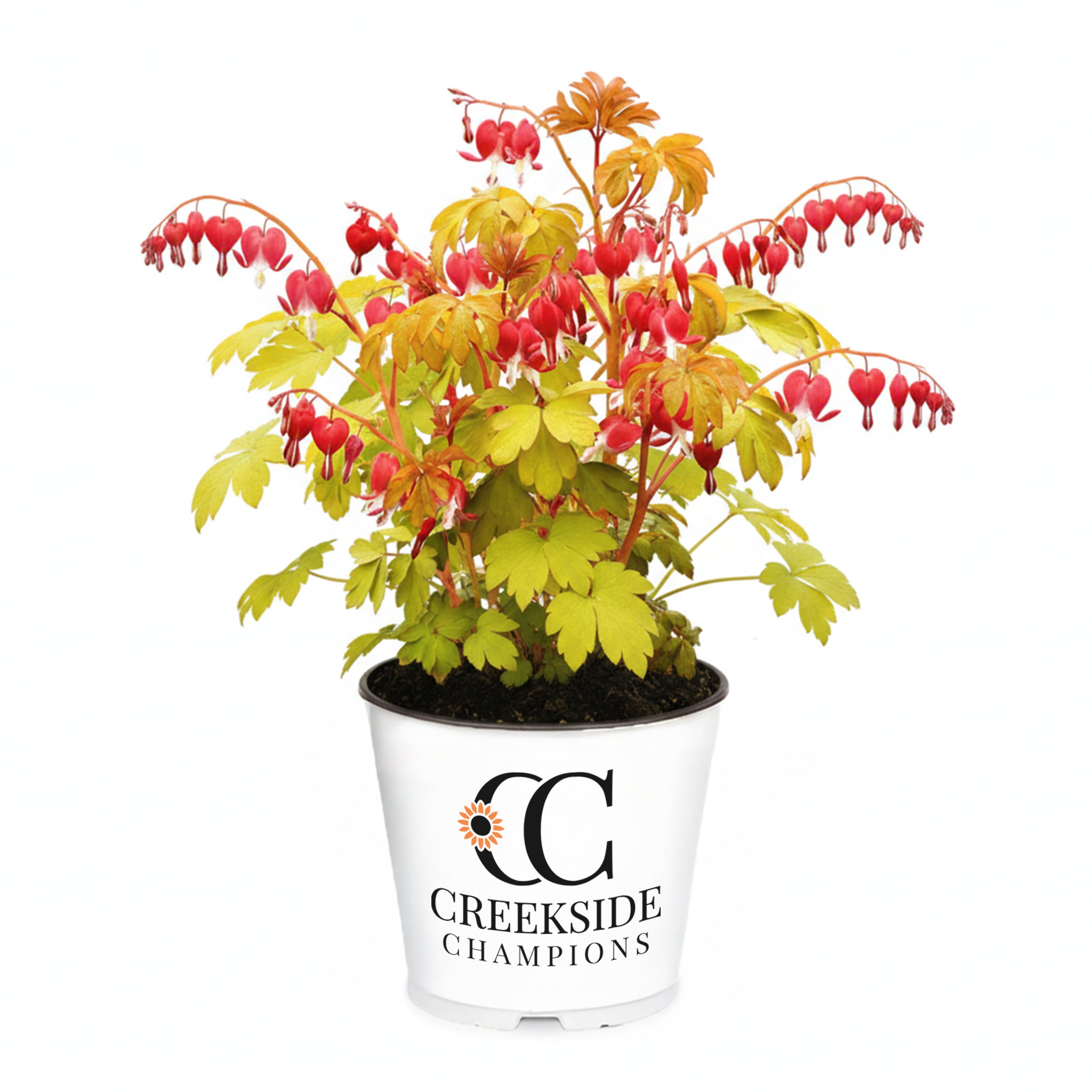 Ruby Gold' Dicentra | Creekside Champions™ – Creekside Nursery, Inc