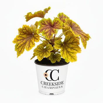 Lemon Purrfection' Nepeta | Proven Winners® – Creekside Nursery, Inc