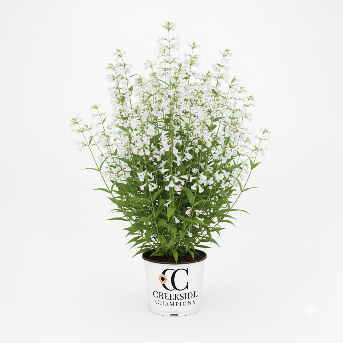 Lemon Purrfection' Nepeta | Proven Winners® – Creekside Nursery, Inc