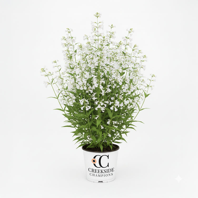 Lemon Purrfection' Nepeta | Proven Winners® – Creekside Nursery, Inc