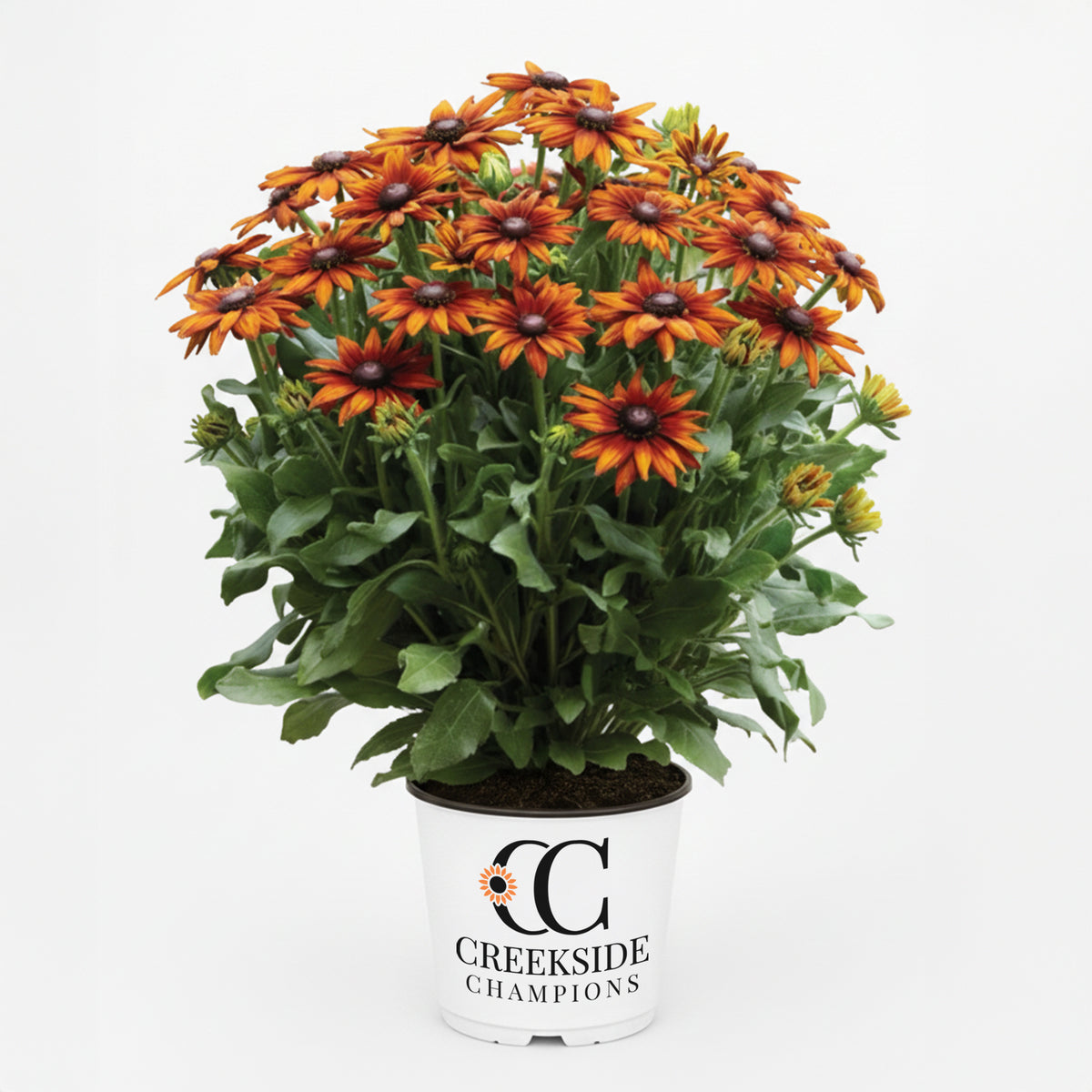 Lemon Purrfection' Nepeta | Proven Winners® – Creekside Nursery, Inc