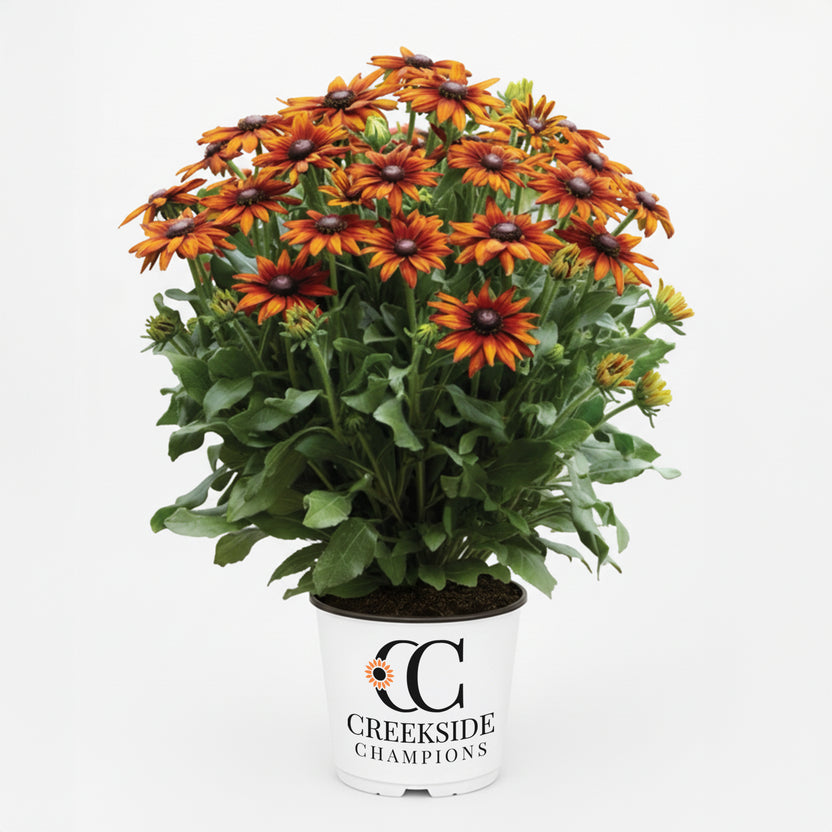 Lemon Purrfection' Nepeta | Proven Winners® – Creekside Nursery, Inc