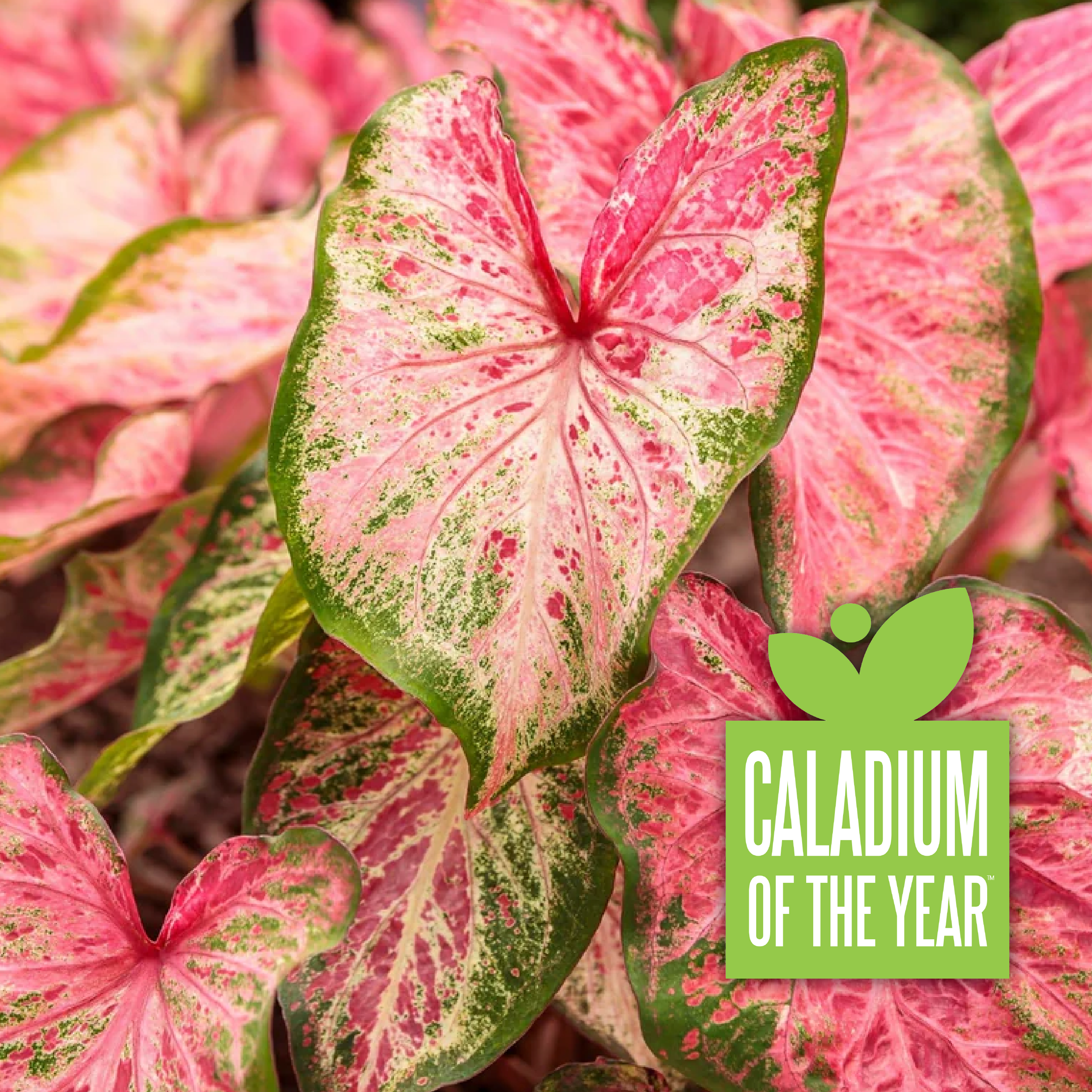 Heart to Heart® Blushing Bride Caladium | Proven Winners® – Creekside ...