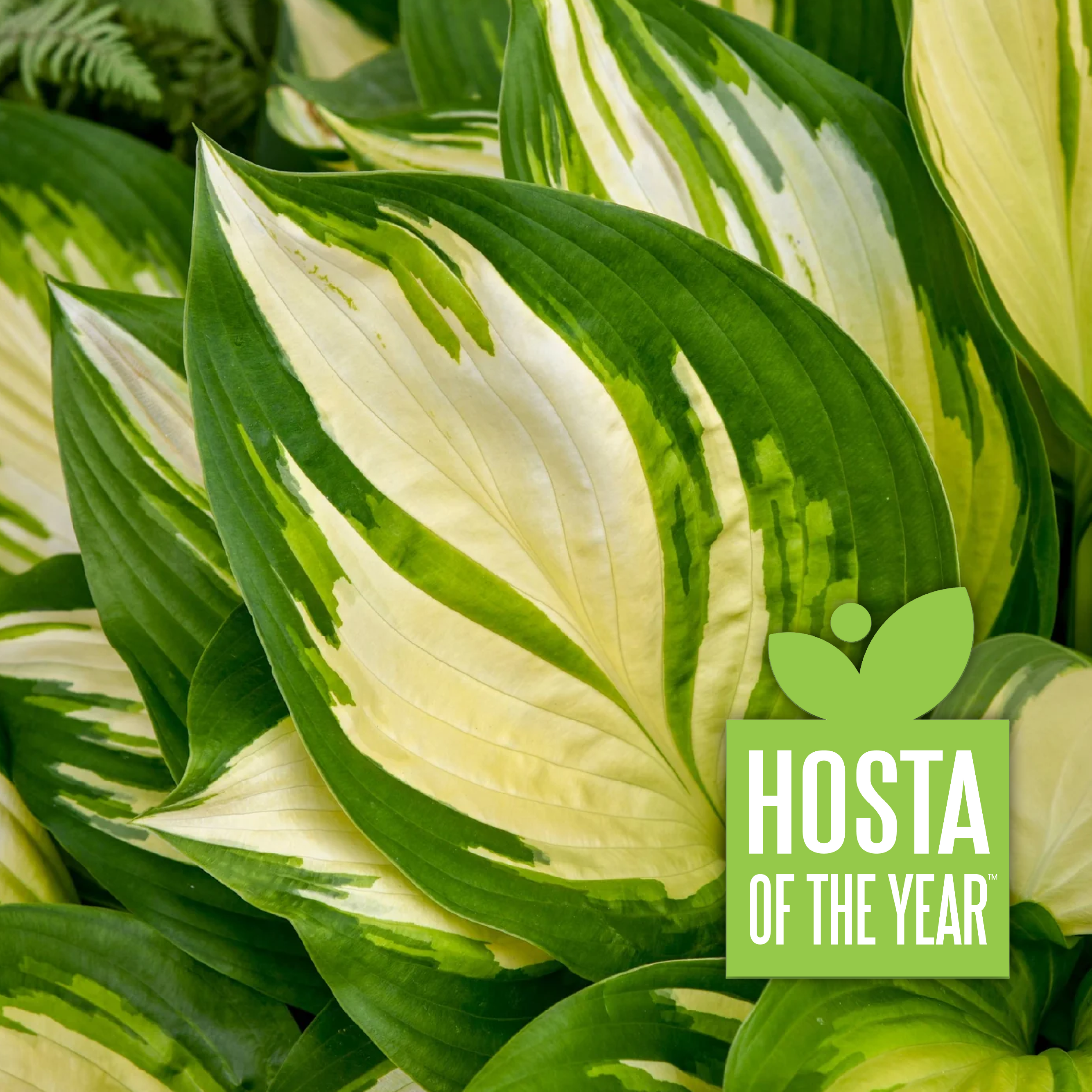 Shadowland® 'Miss America' Hosta | Proven Winners – Creekside Nursery, Inc