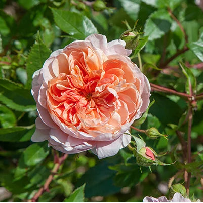 Colette™ Rose | Star® Roses – Creekside Nursery, Inc