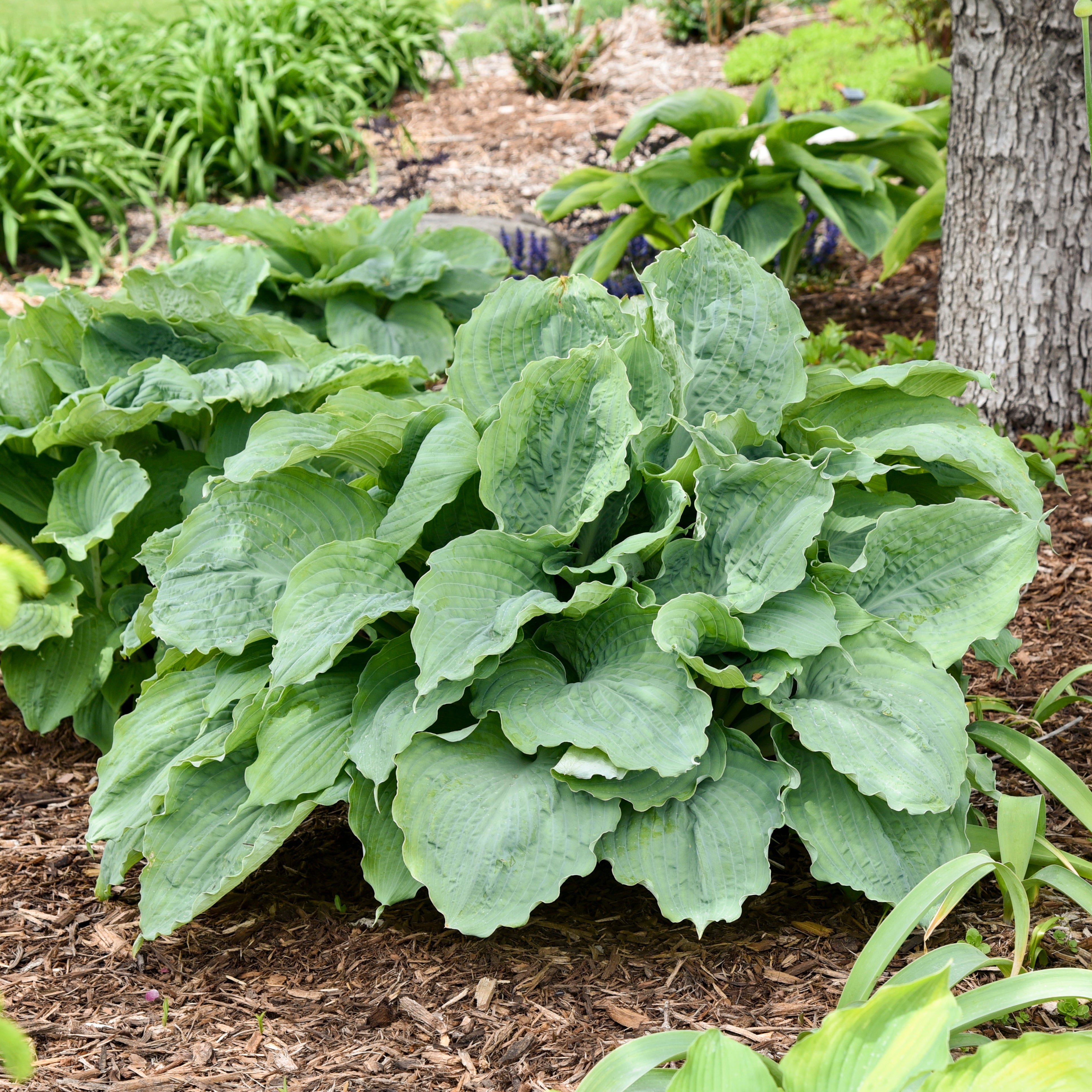 Shadowland® 'Diamond Lake' Hosta | Proven Winners® – Creekside Nursery, Inc