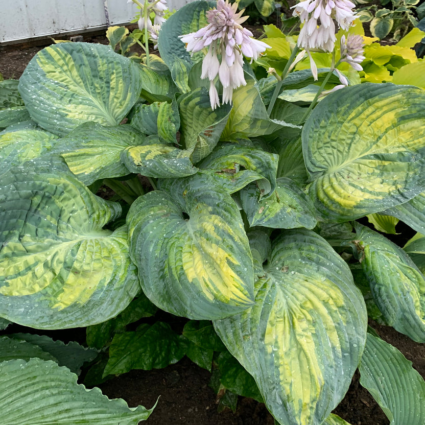 Shadowland® 'Miss America' Hosta | Proven Winners® – Creekside Nursery, Inc