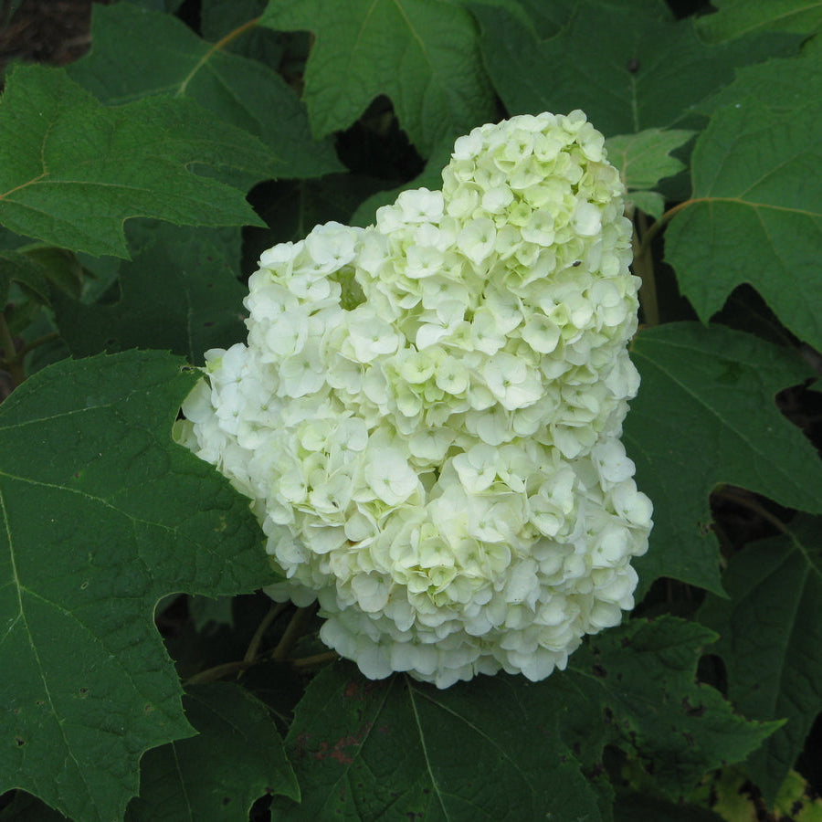 GATSBY GAL® Hydrangea- oakleaf – Creekside Nursery, Inc