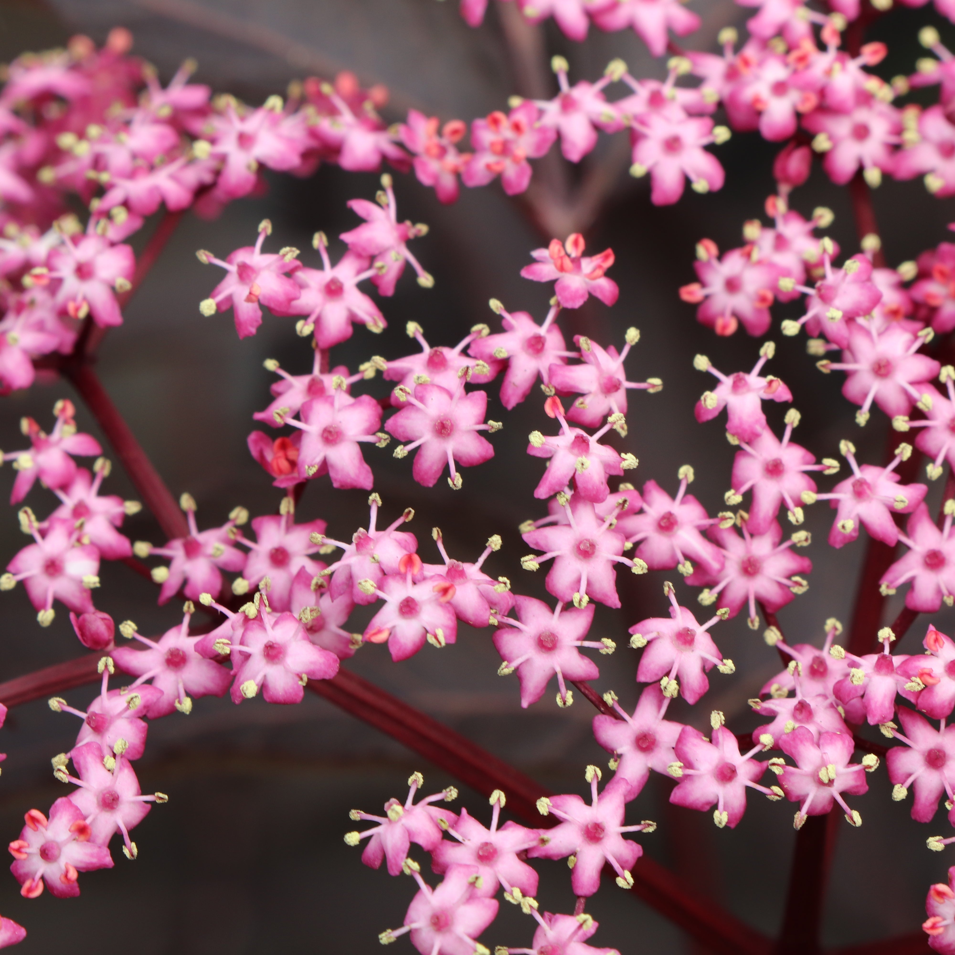 PINK PONY™ Elderberry | Proven Winners® – Creekside Nursery, Inc