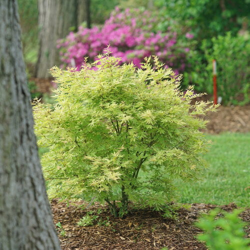 METAMORPHOSA™ Japanese Maple | Proven Winners® – Creekside Nursery, Inc