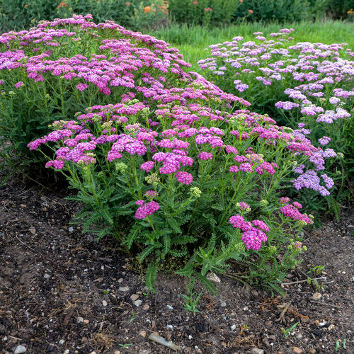 Achillea 'Firefly Fuchsia' – Creekside Nursery, Inc
