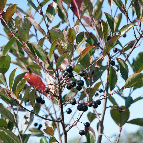 Aronia LOW SCAPE SNOWFIRE® | Proven Winners® – Creekside Nursery, Inc