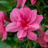 Autumn Empress Encore Azalea – Creekside Nursery, Inc