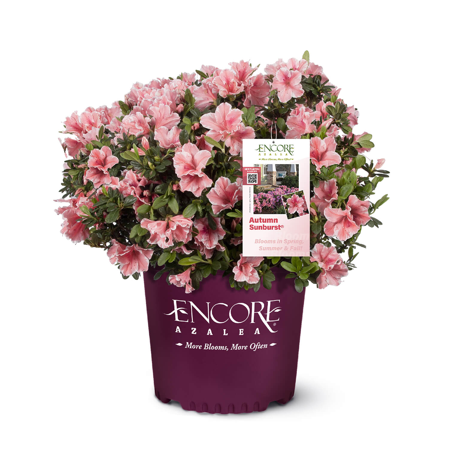 Autumn Sunburst Encore Azalea – Creekside Nursery, Inc