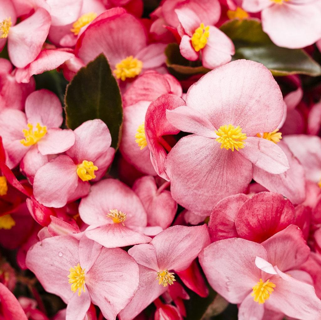 Surefire® White Begonia | Proven Winners® – Creekside Nursery, Inc